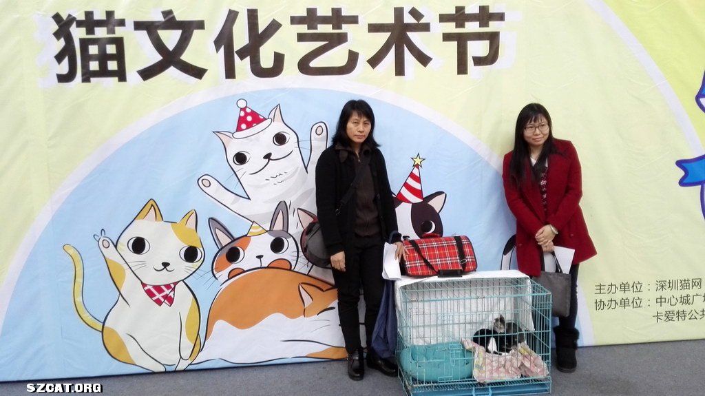 暨在猫图片图片第5页大山谷图库